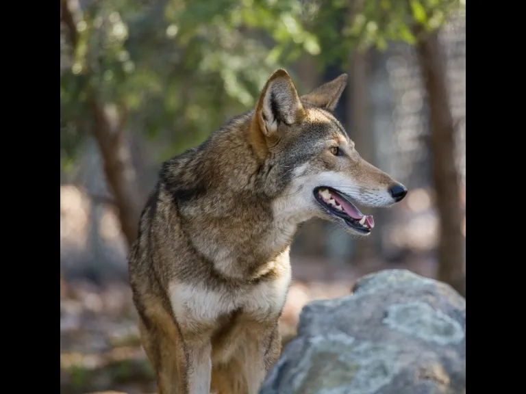 The Red Wolves at Brookgreen | Brookgreen